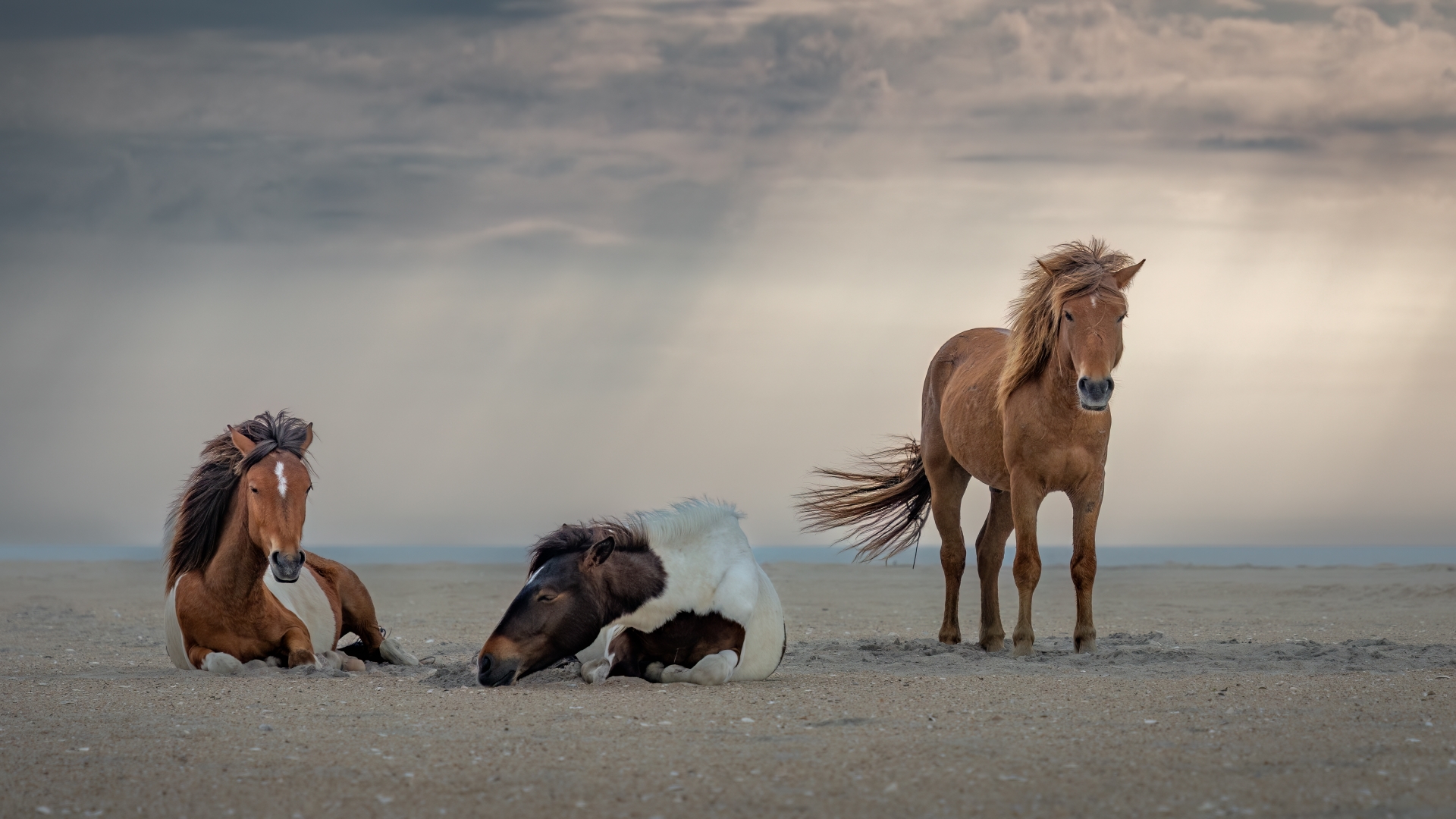 Upper Merion Camera Club - 2025 Awards